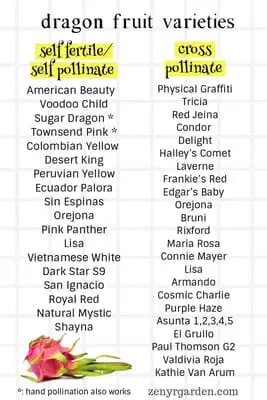 Dragon Fruit Varieties Selection Guide